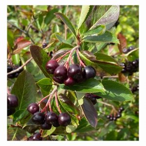 Aronia bær eller surbær – Indianernes bær - Jettes.dk