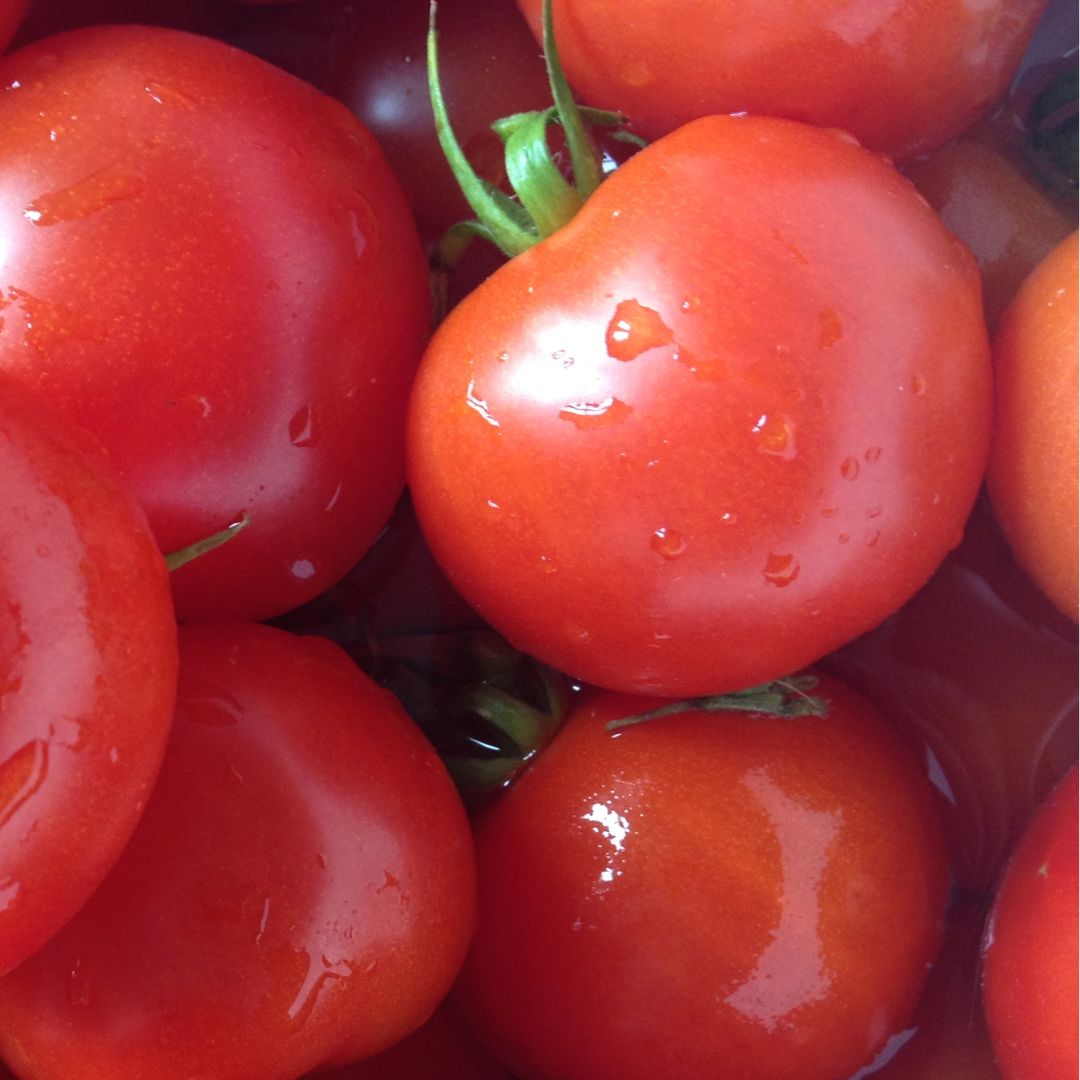 Solmodne tomater - Jettes.dk